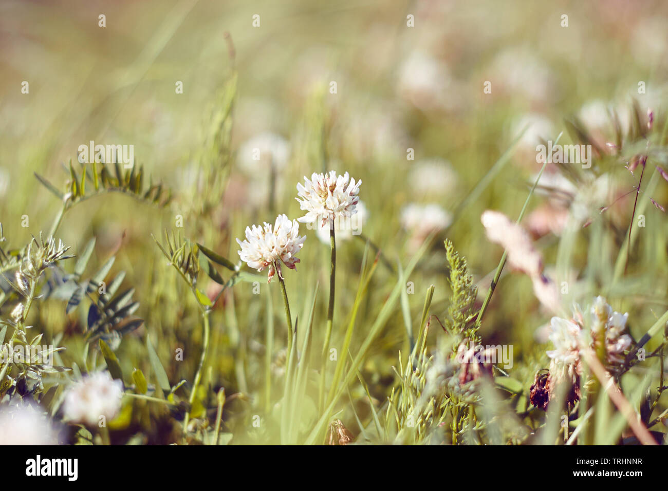 Fluffy white flowers of the clover, the leaves of yarrow and other wild ...