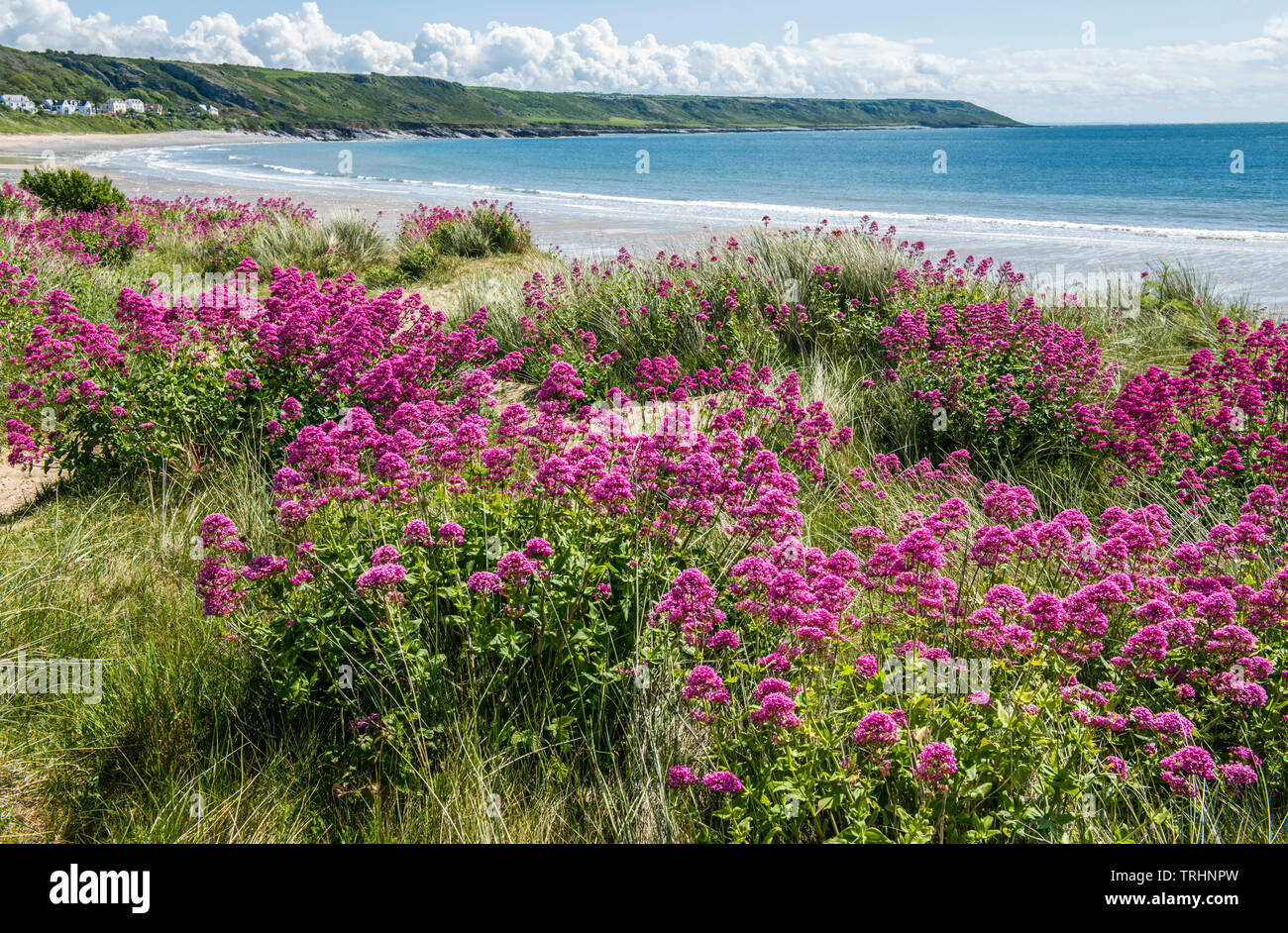 Port Eynon Beach on the Gower peninsula with early summer wild flowers ...