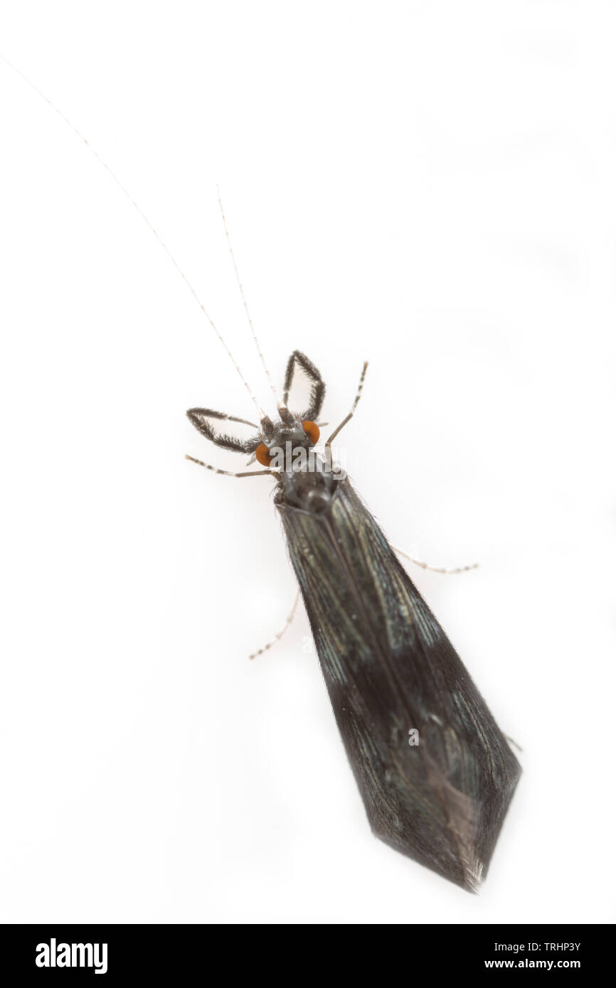 Black dancer caddis fly hi-res stock photography and images - Alamy