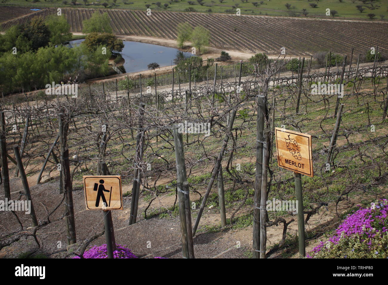 beautiful winery background Stock Photo - Alamy