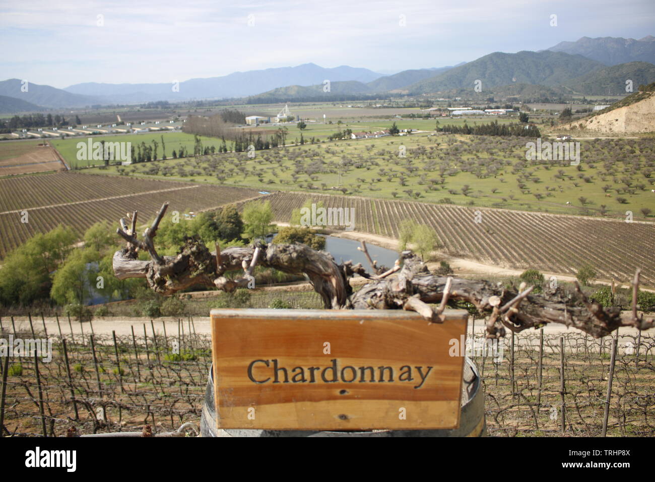 beautiful winery background Stock Photo - Alamy