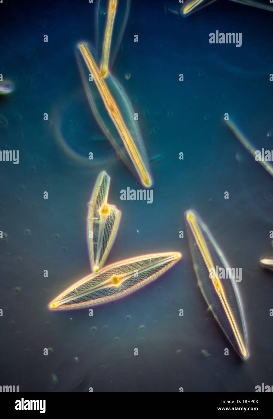 Frustulia navicula diatoms hi-res stock photography and images - Alamy