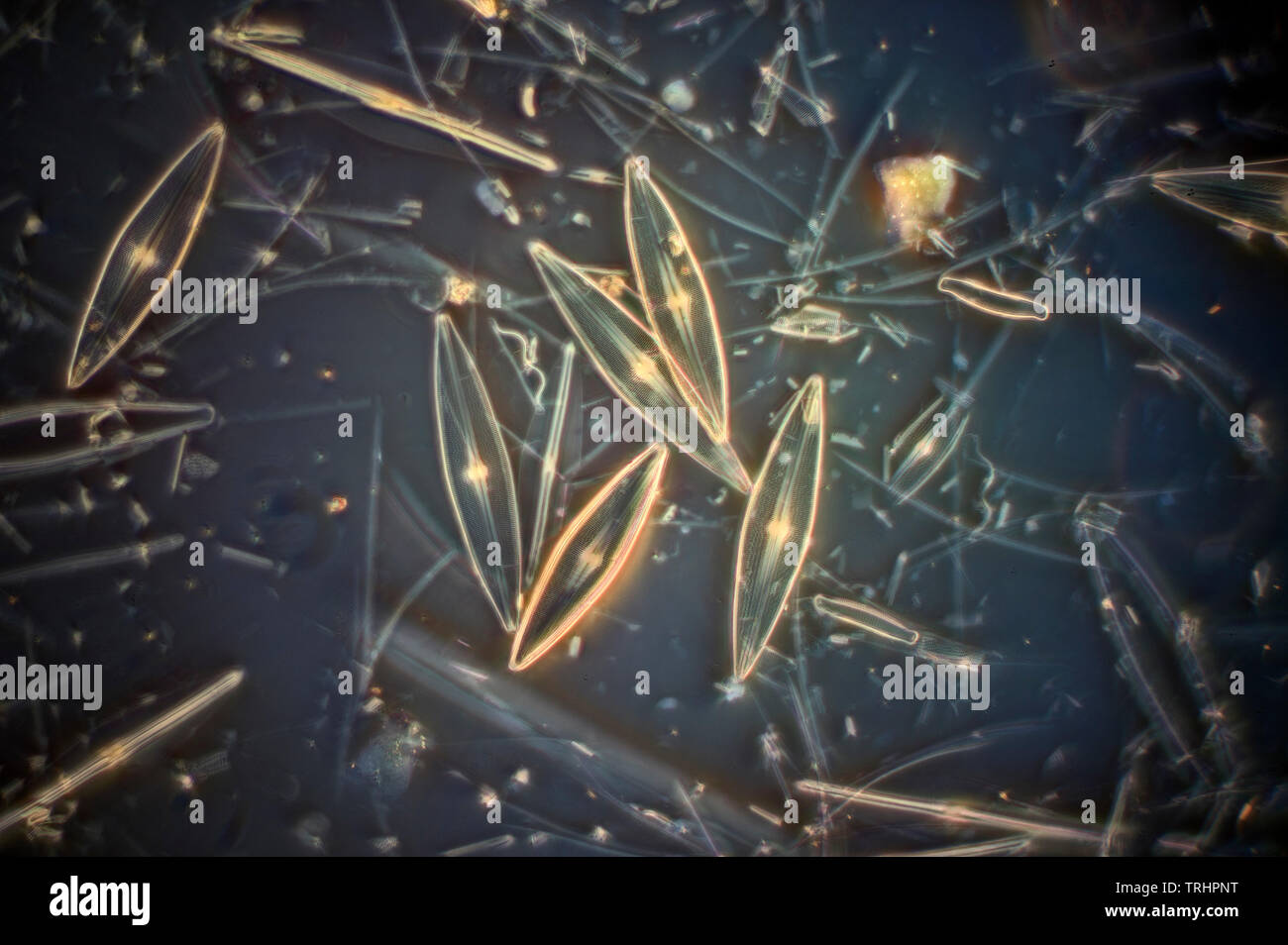 Diatoms Darkfield High Resolution Stock Photography and Images - Alamy