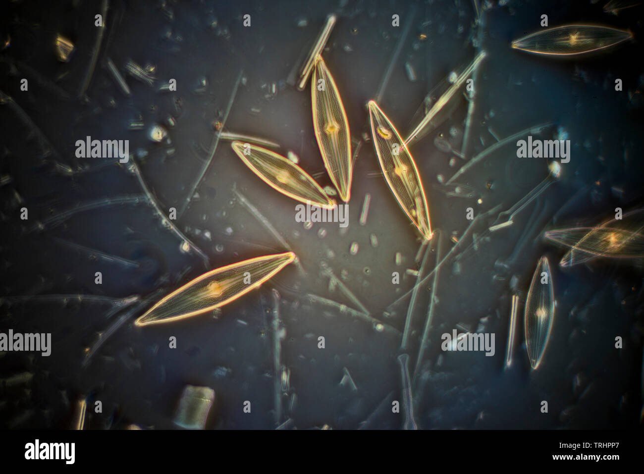 Diatoms Darkfield High Resolution Stock Photography and Images - Alamy