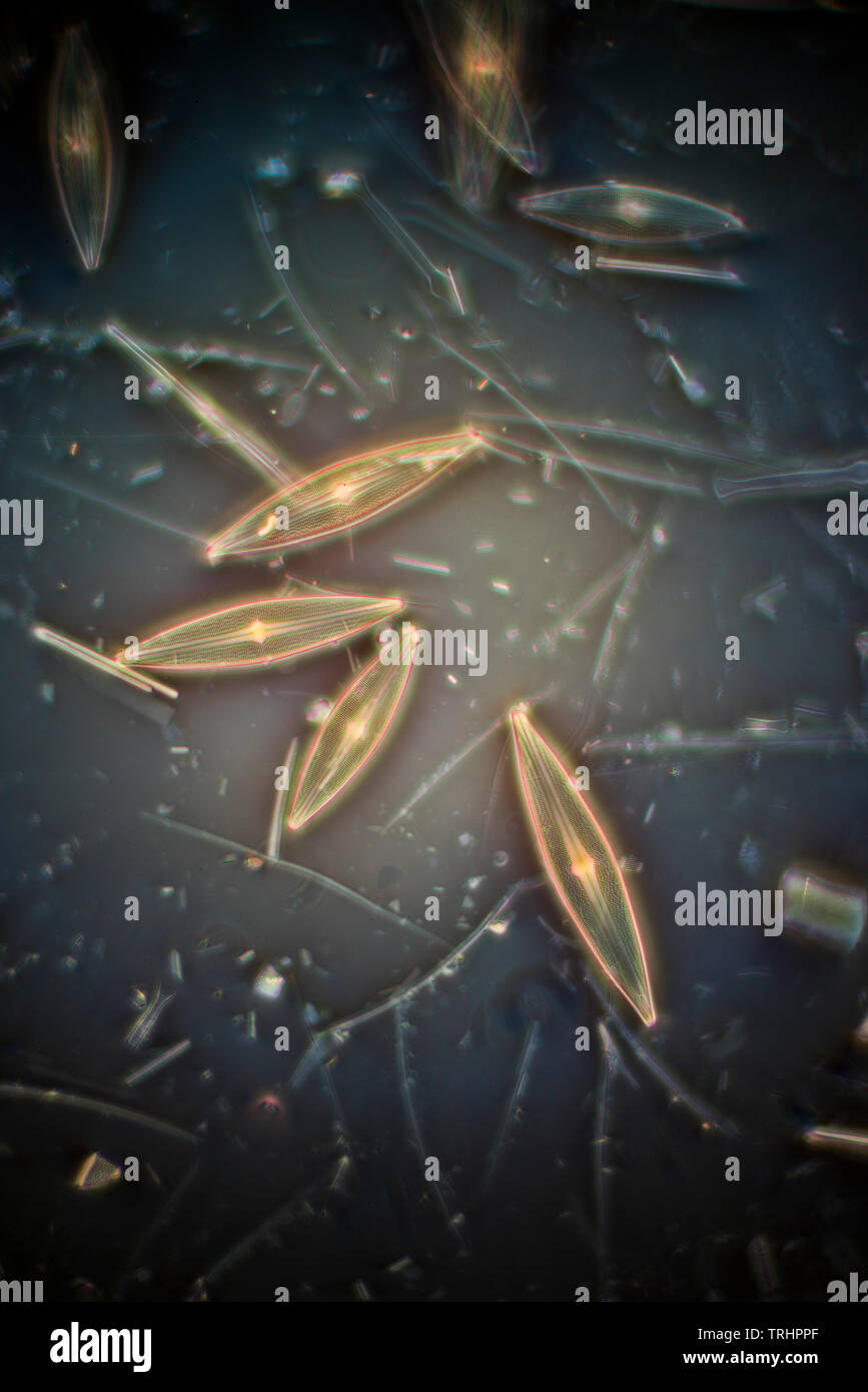Diatoms darkfield hi-res stock photography and images - Alamy