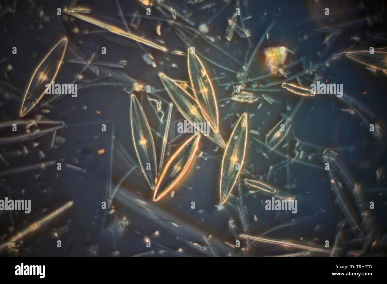 Navicula hi-res stock photography and images - Alamy