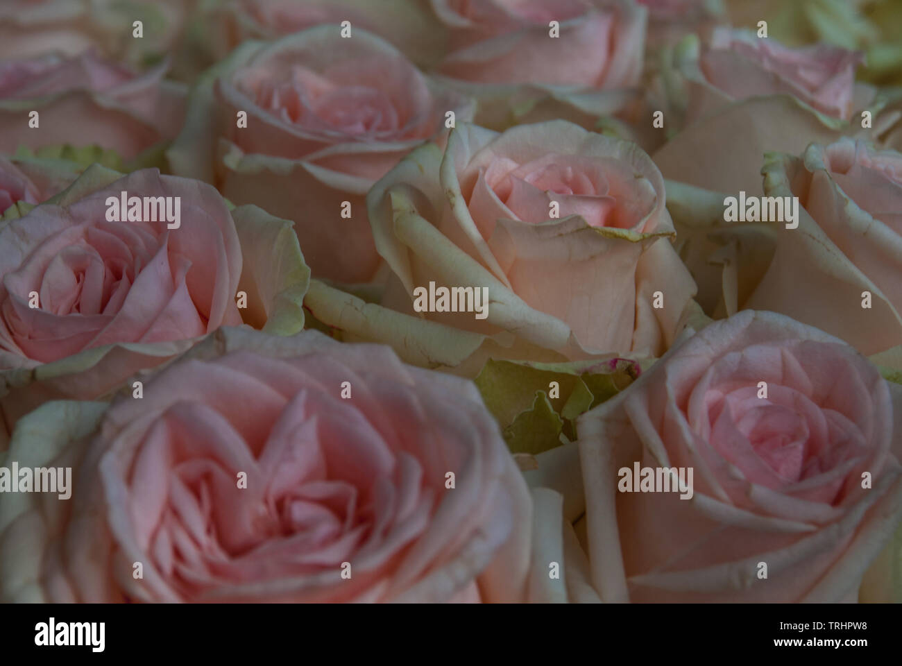 close up of pink roses on the market Suitable for making background ...