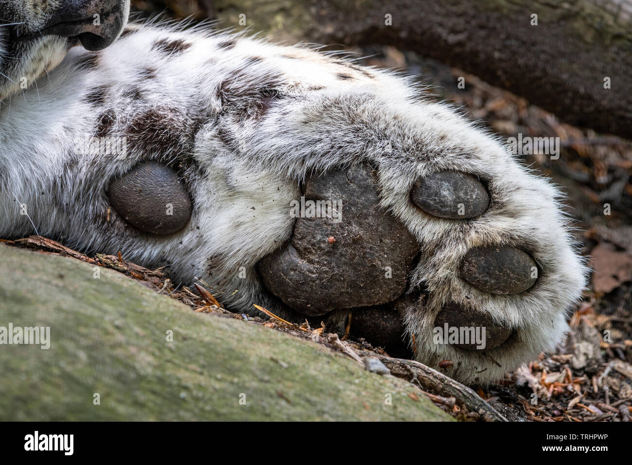 Persian Leopard Panthera Pardus Saxicolor High Resolution Stock ...