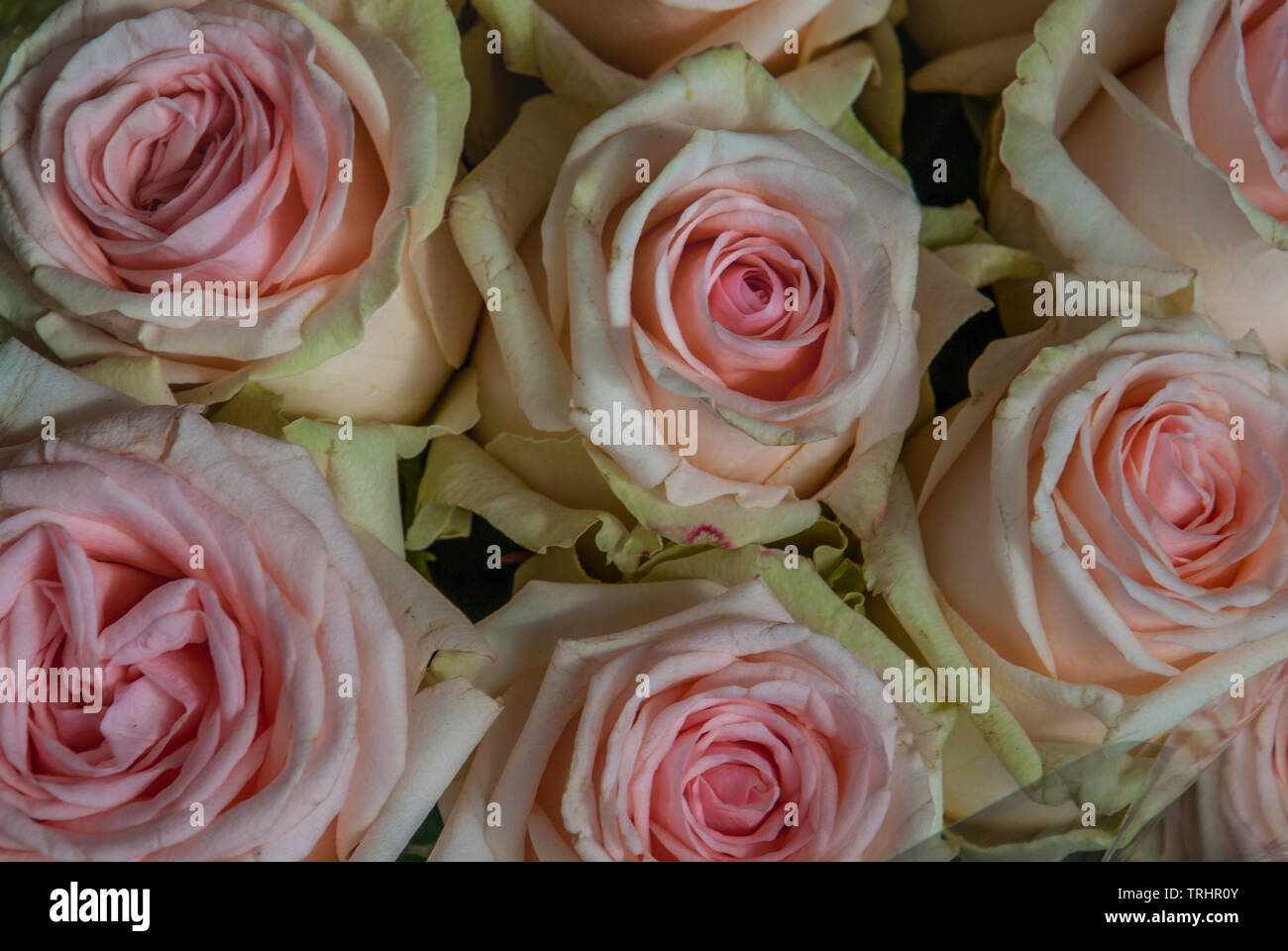 close up of pink roses on the market Suitable for making background ...