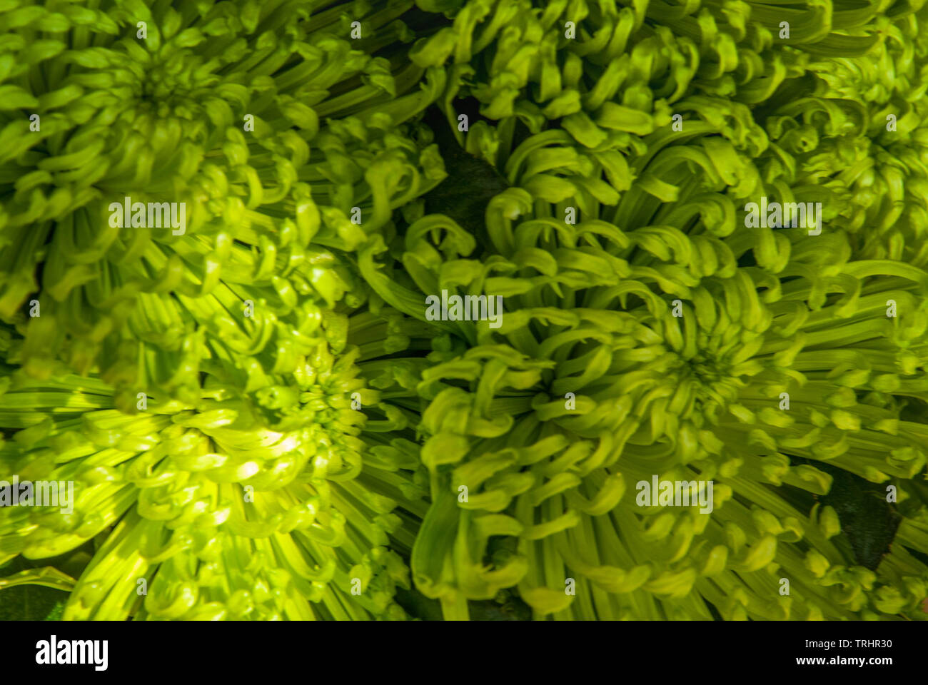 beautiful bouquet of green flowers. the work of the florist at a flower ...
