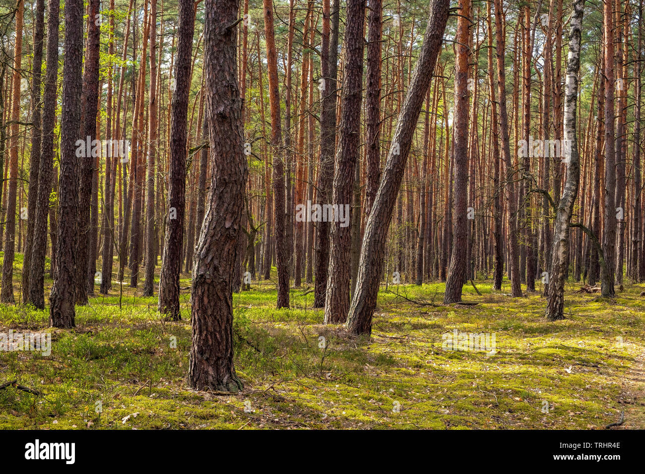 Saturated wood hi-res stock photography and images - Alamy