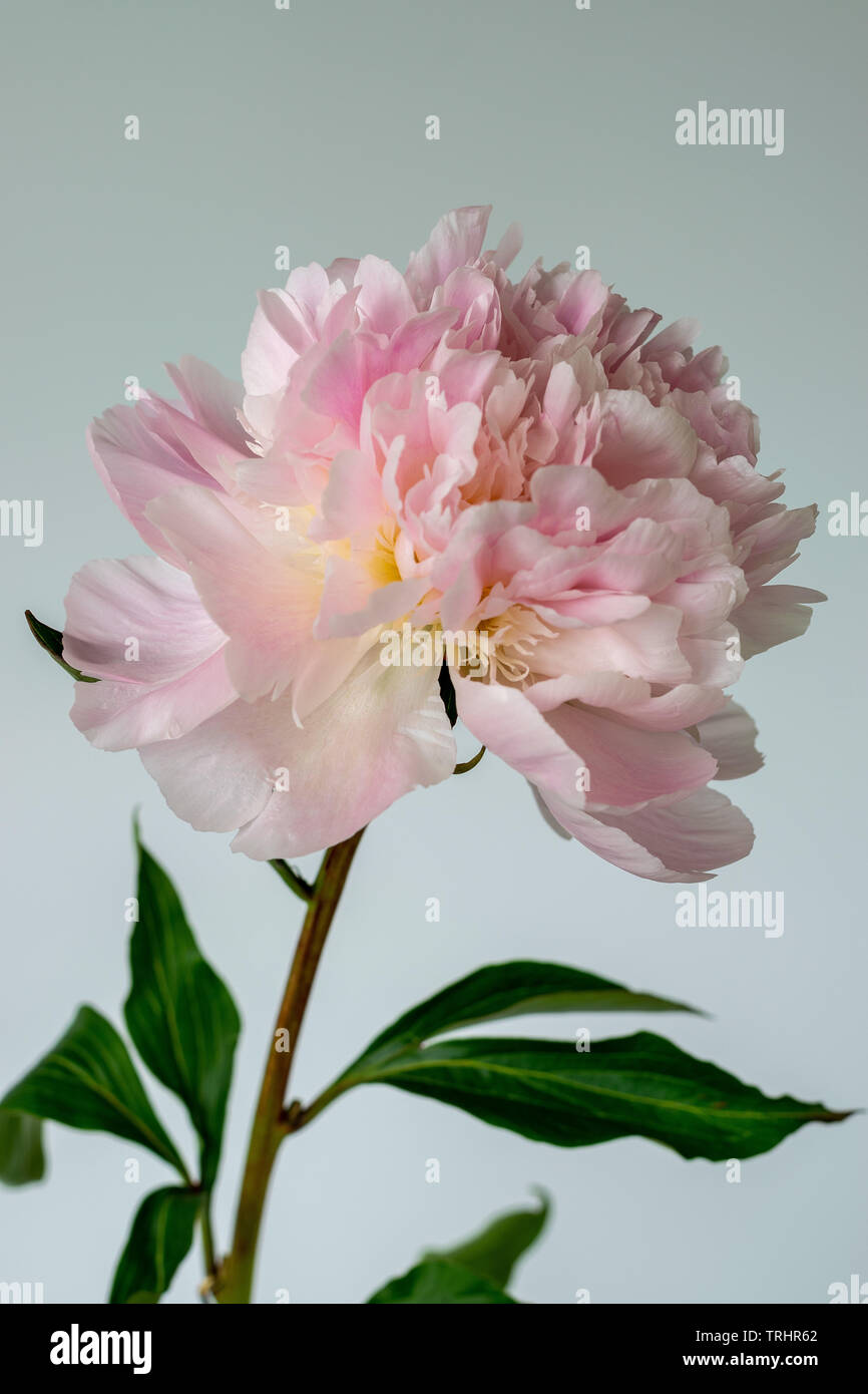 Multiple petals hi-res stock photography and images - Alamy