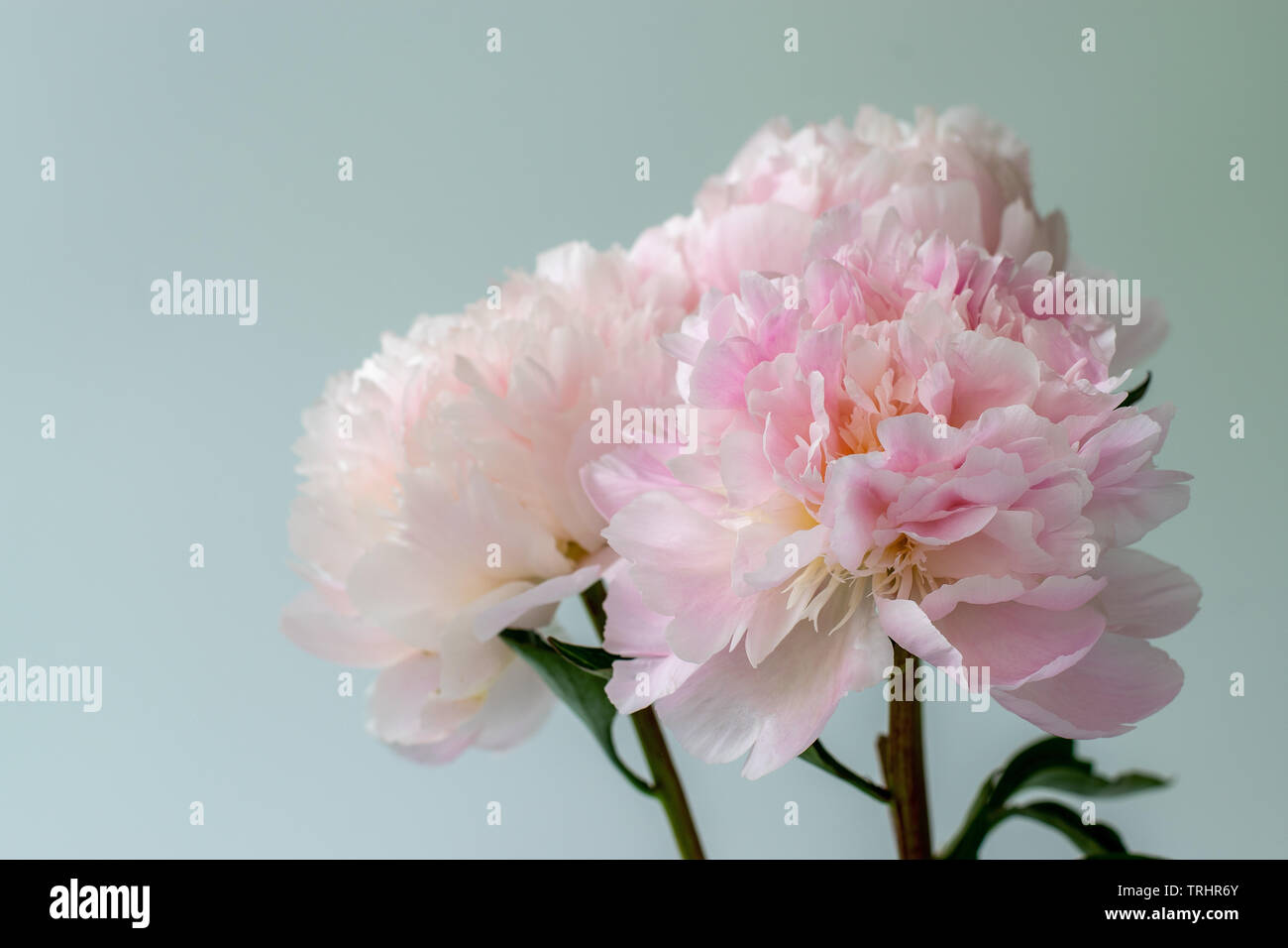 Multiple petals hi-res stock photography and images - Alamy