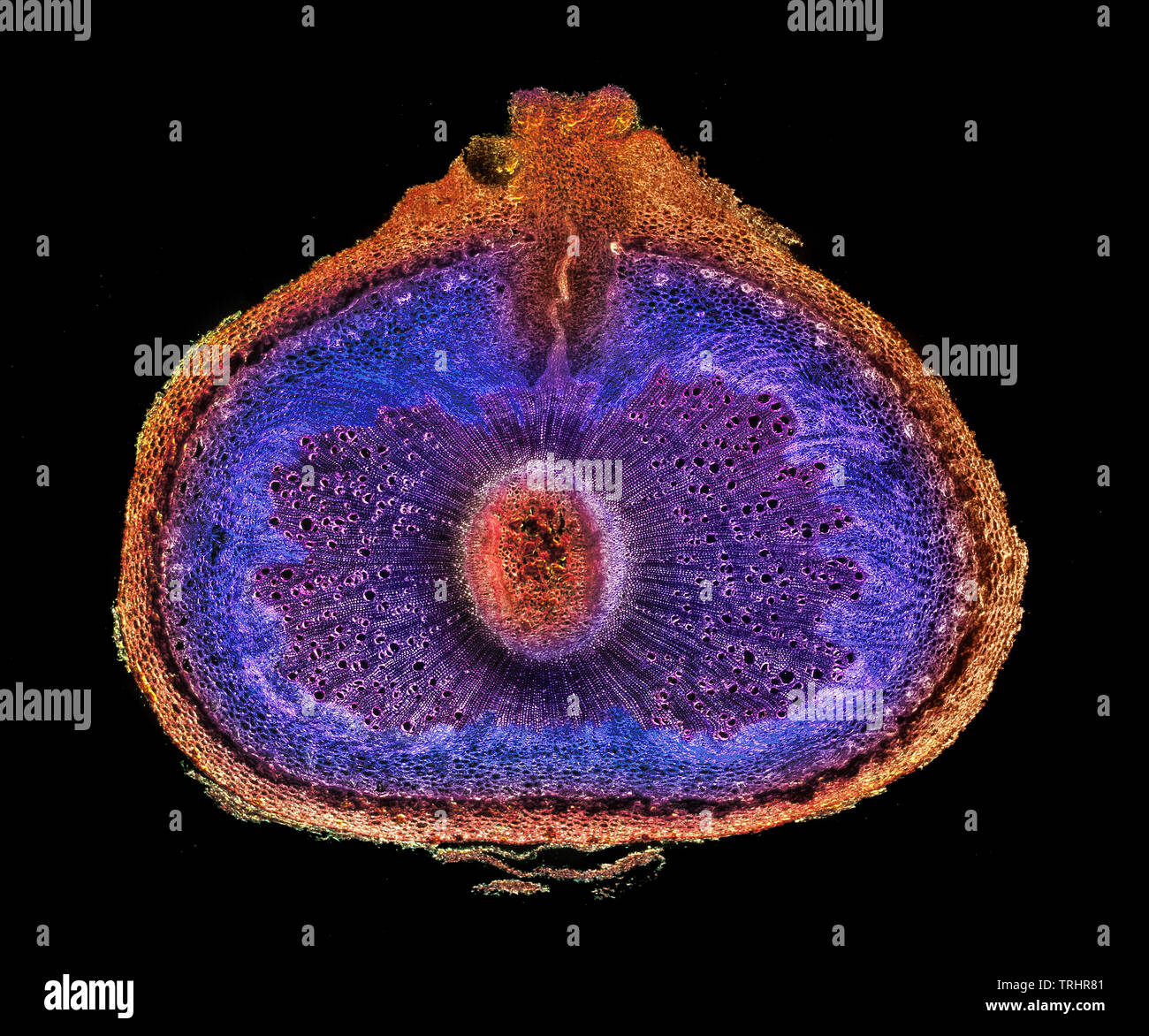 Stem of plant, microscope hi-res stock photography and images - Alamy