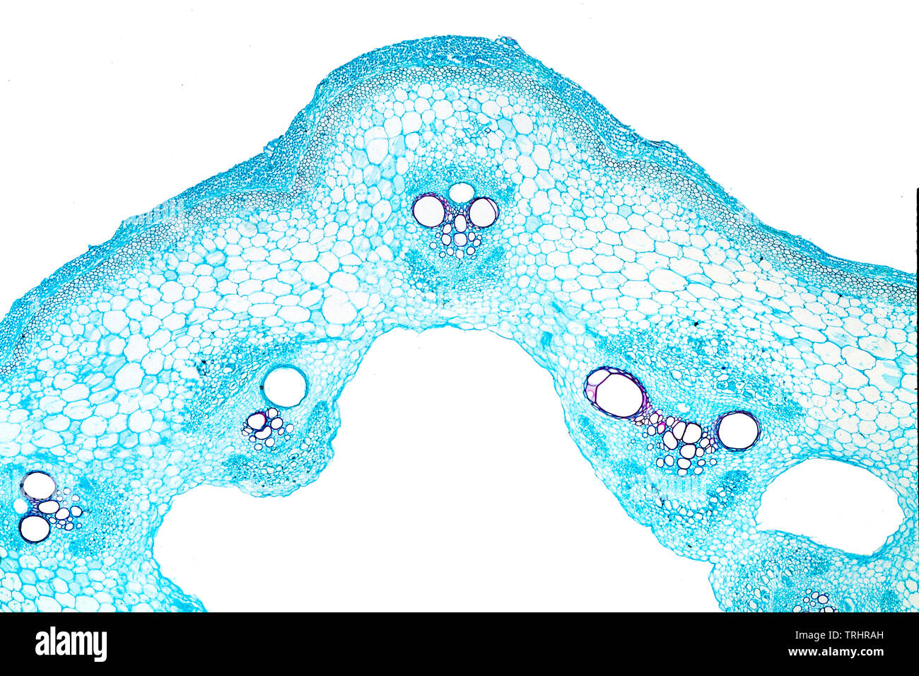 Dicotyledon hi-res stock photography and images - Alamy