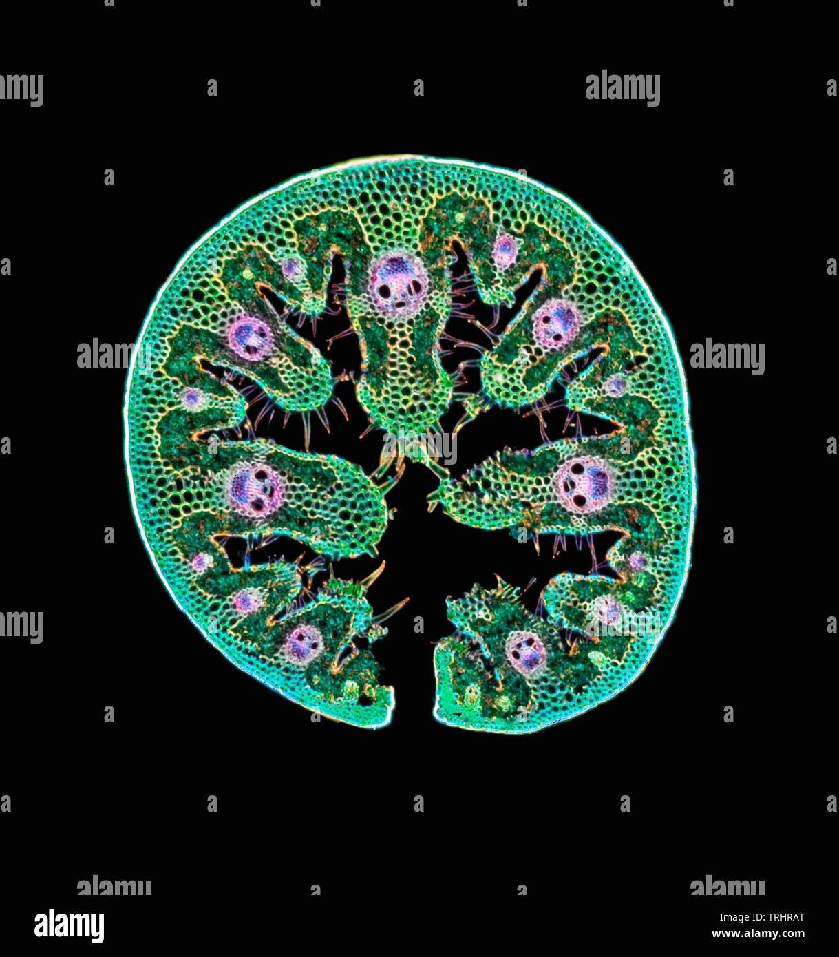 Marram grass microscope hi-res stock photography and images - Alamy