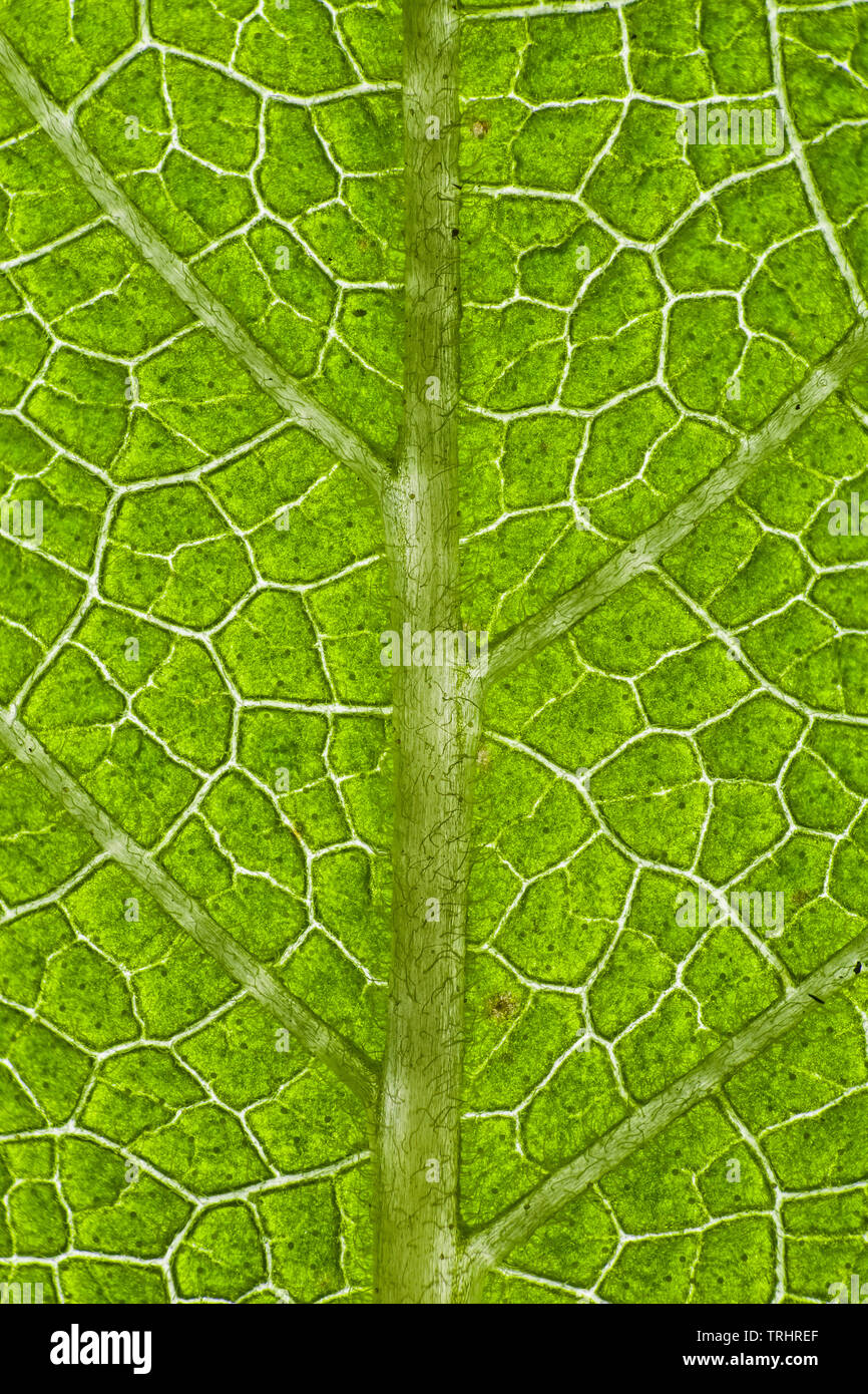 Plant leaf veins, sage leaf Stock Photo - Alamy