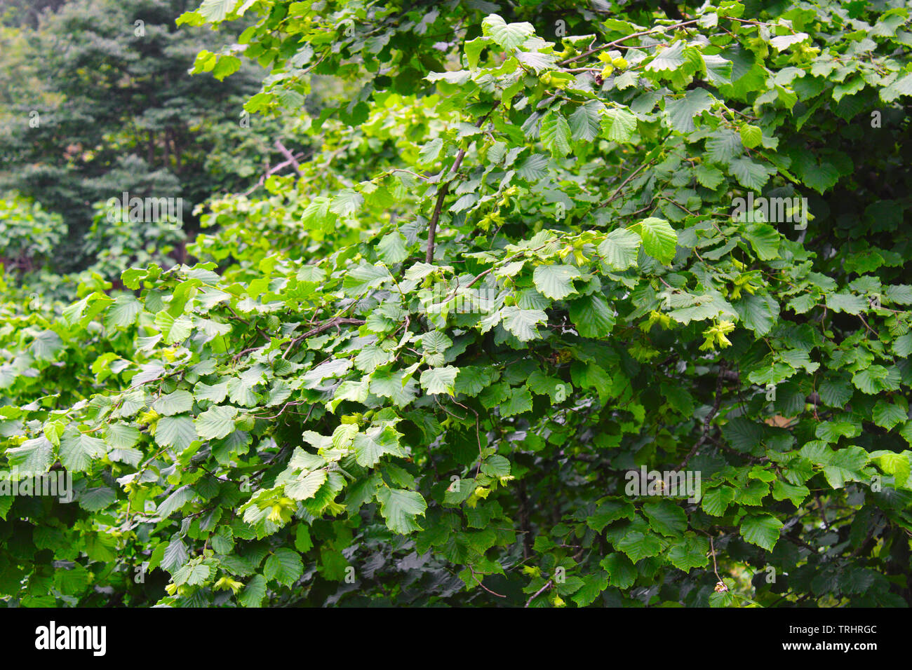Hazelnut tree turkey hi-res stock photography and images - Alamy