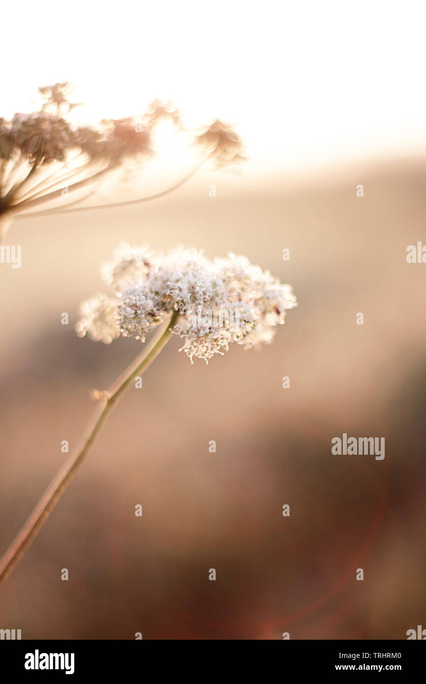 Fluffy white wild carrot flowers on the field brightly lit by the sun ...