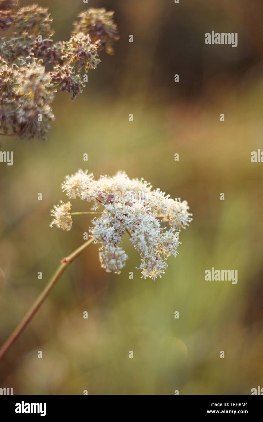 Fluffy white flower of the wild carrot grows in the autumn meadow Stock ...