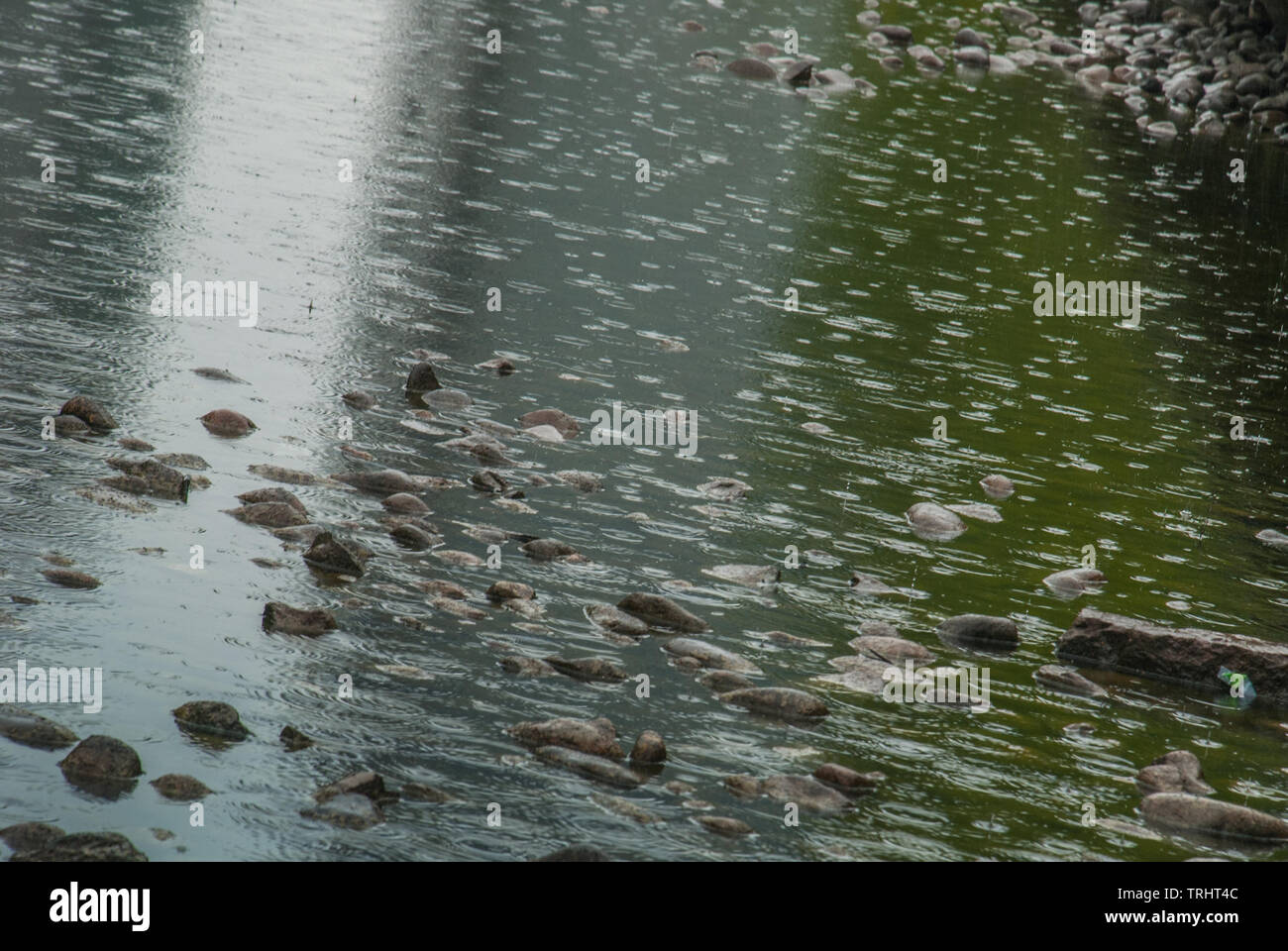 Drops of water fall on surface of river during rain. Water drops on ...