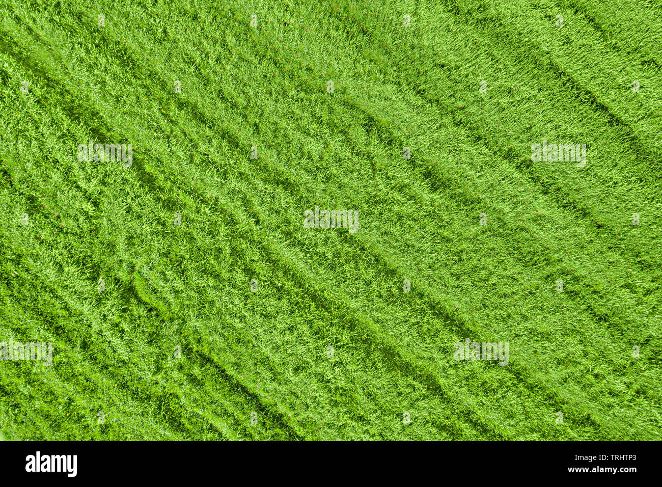 Grass Field Texture