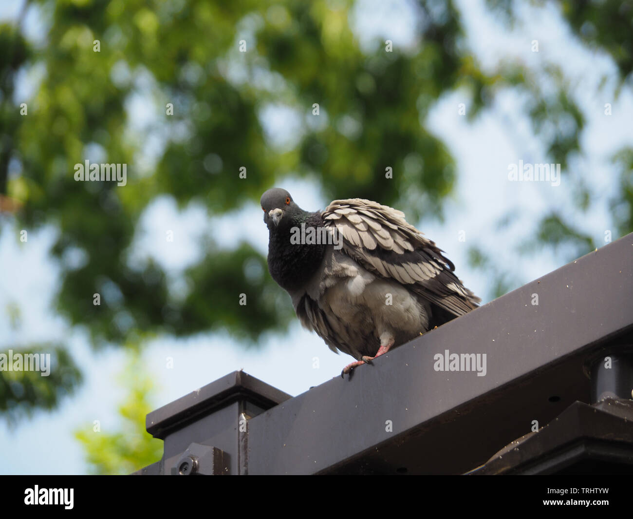 Pigeon blurred background hi-res stock photography and images - Alamy