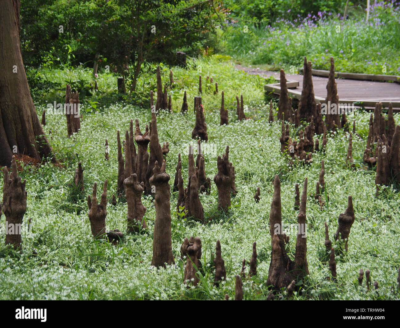 Interesting roots growing vertically in the sky in Shinjuku park in ...