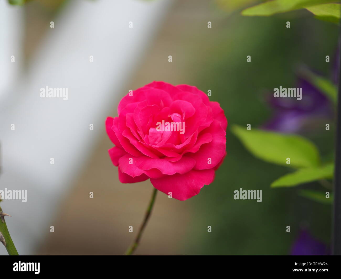 Rose pink perfection hi-res stock photography and images - Alamy