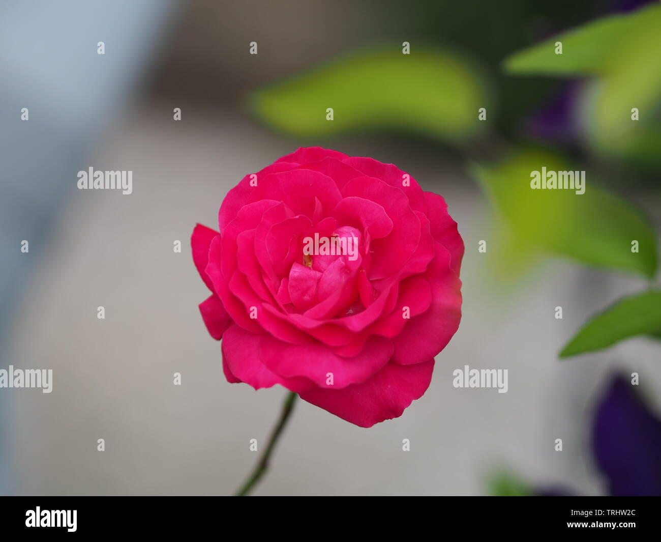 Rose pink perfection hi-res stock photography and images - Alamy