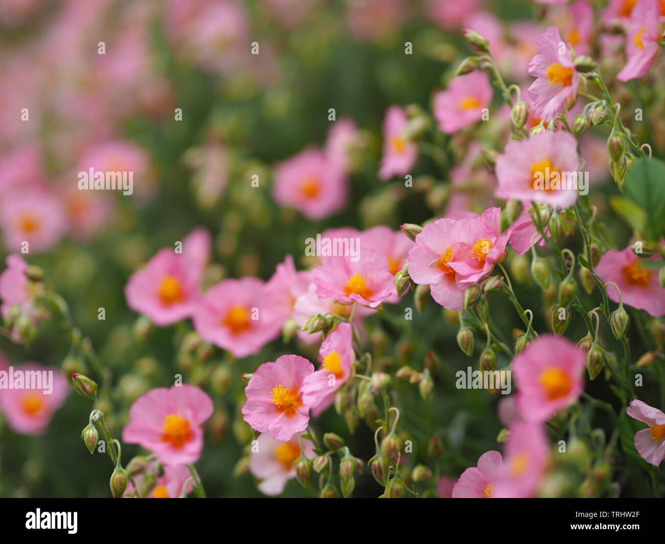 Pink sunrose hi-res stock photography and images - Alamy
