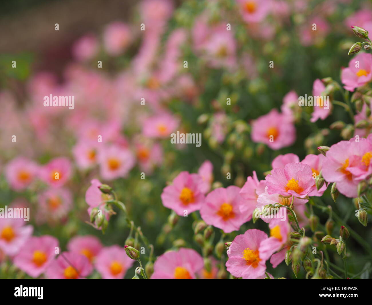 Pink sunrose hi-res stock photography and images - Alamy
