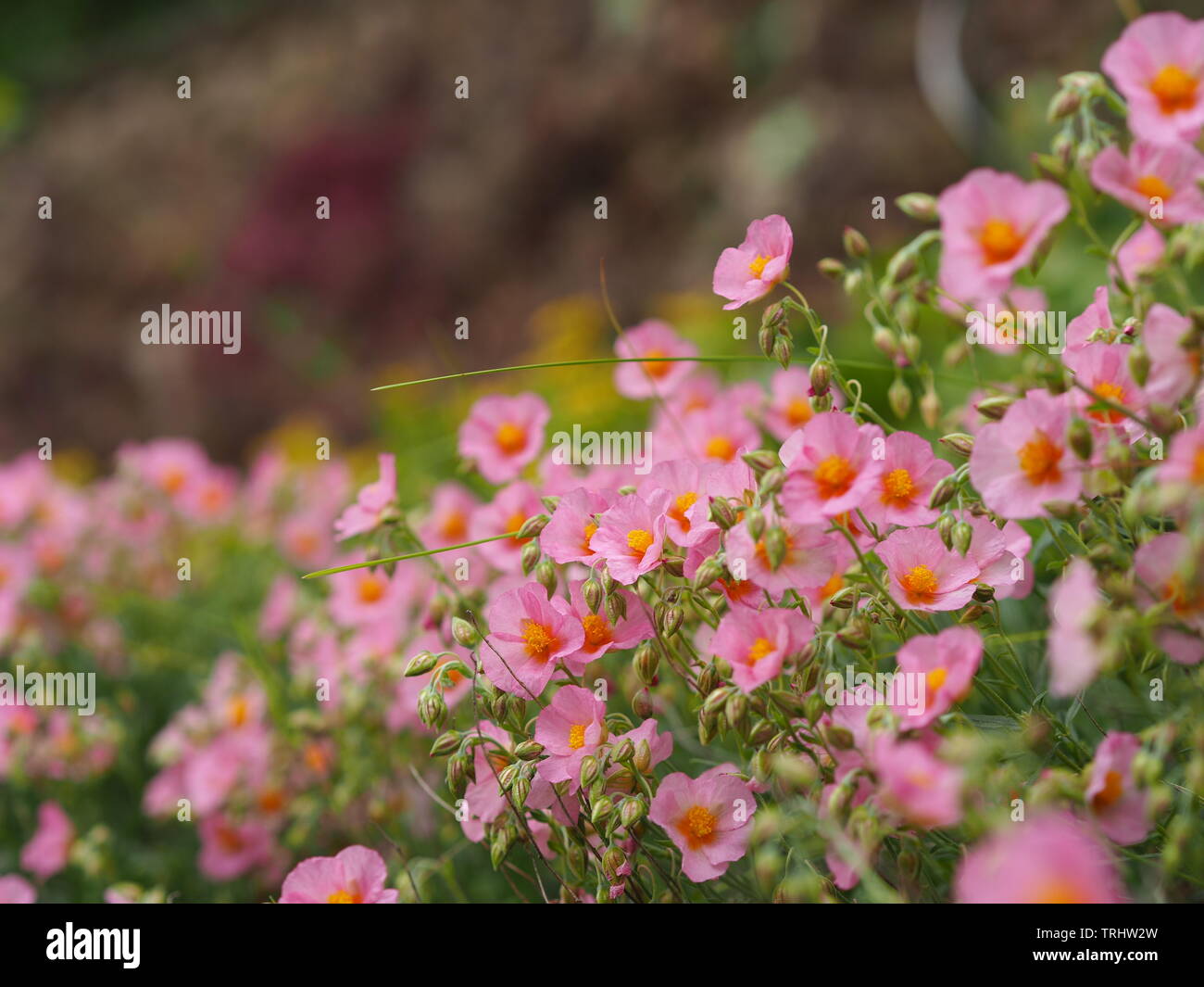a lot of pink sunrose ( helianthemum ) close up Stock Photo - Alamy