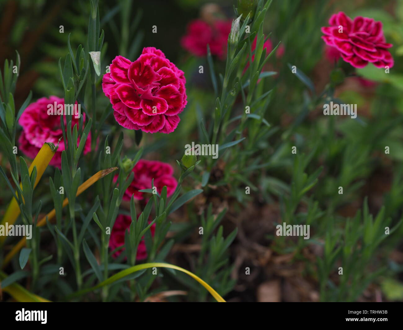 Pink carnation flower hi-res stock photography and images - Alamy