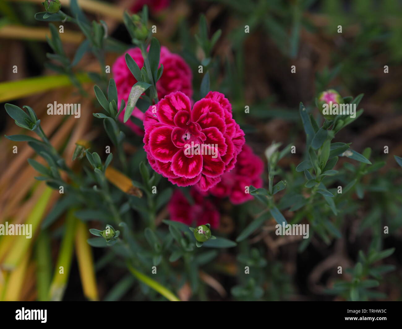 Carnation of the air hi-res stock photography and images - Alamy
