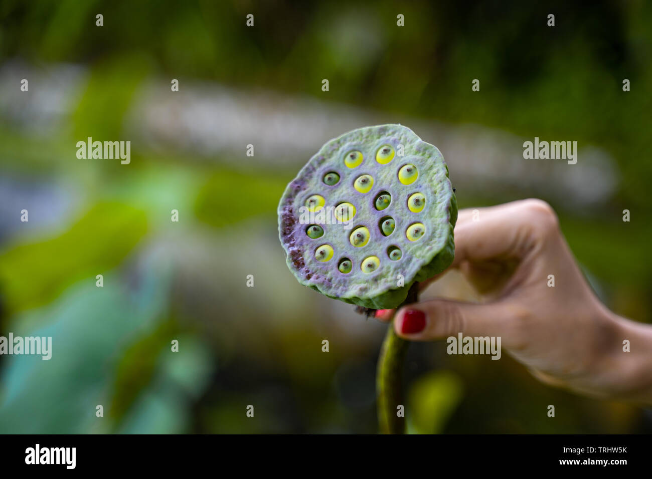 Young woman hand holding sacred lotus (Nelumbo nucifera) seeds Stock ...
