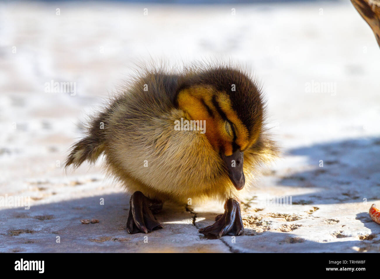 Ducklings in an urban environment hanging out at the side of a pool ...