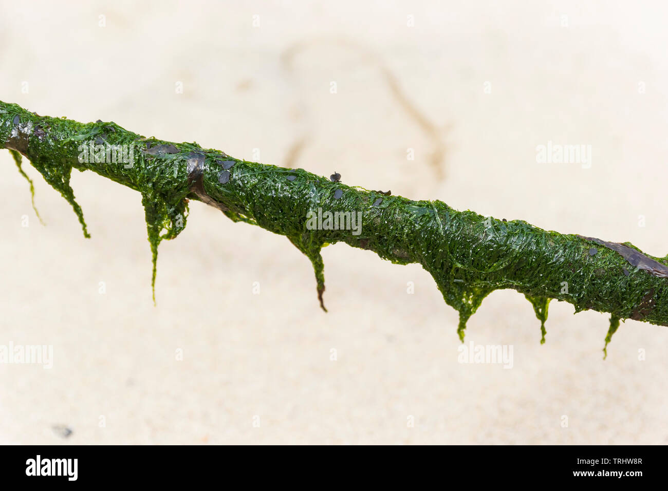 Seaweed covered rope with defocussed beach Stock Photo - Alamy