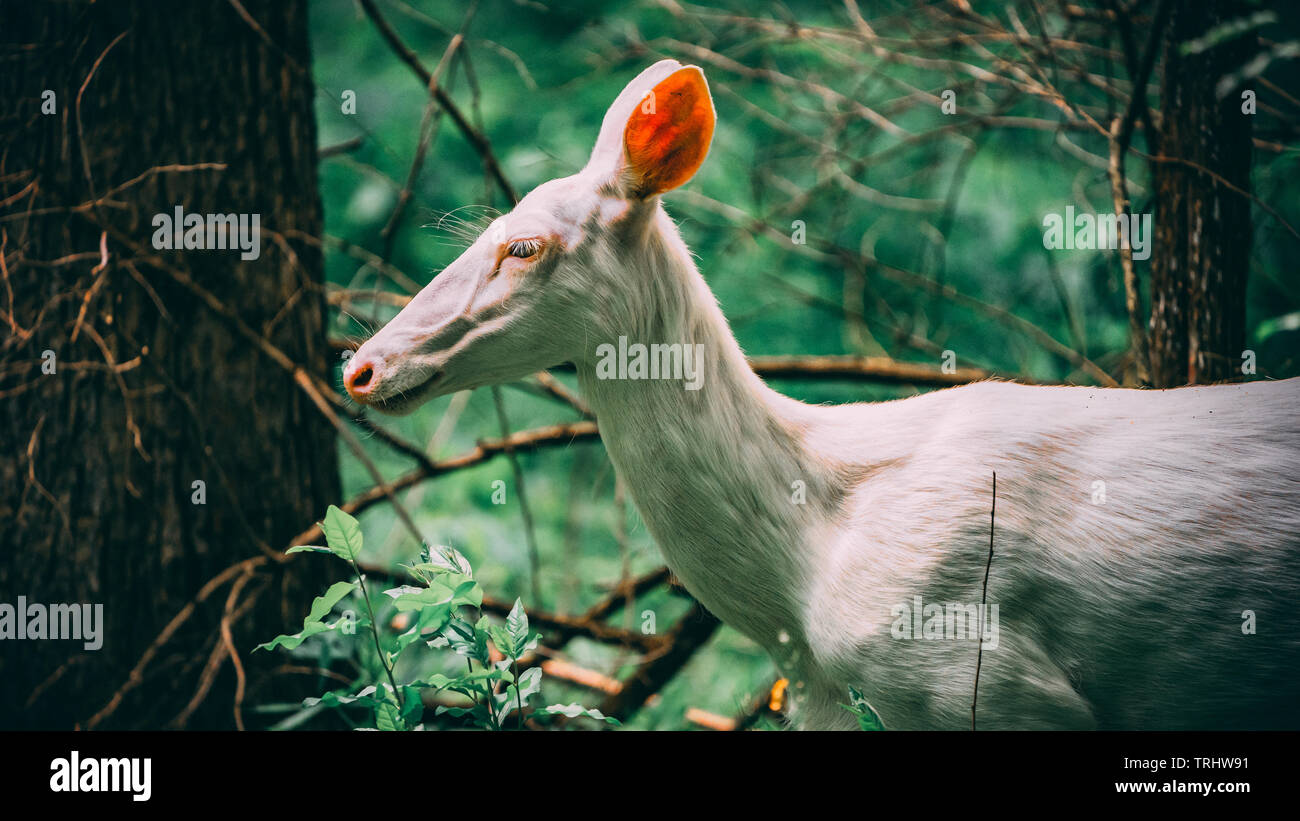 Michigan and nature hi-res stock photography and images - Alamy