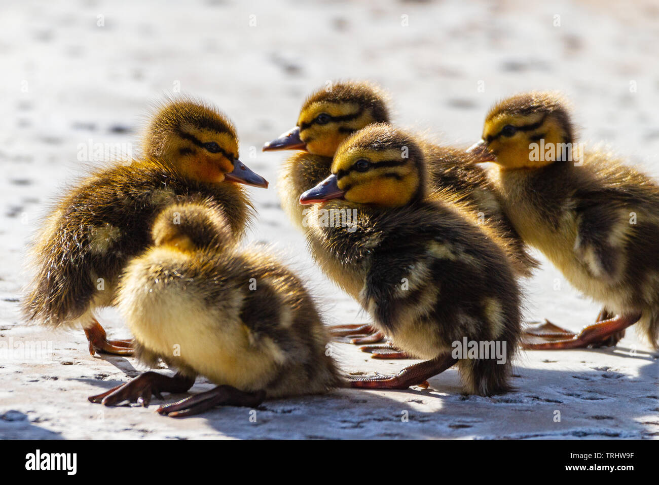 Ducklings in an urban environment hanging out at the side of a pool ...