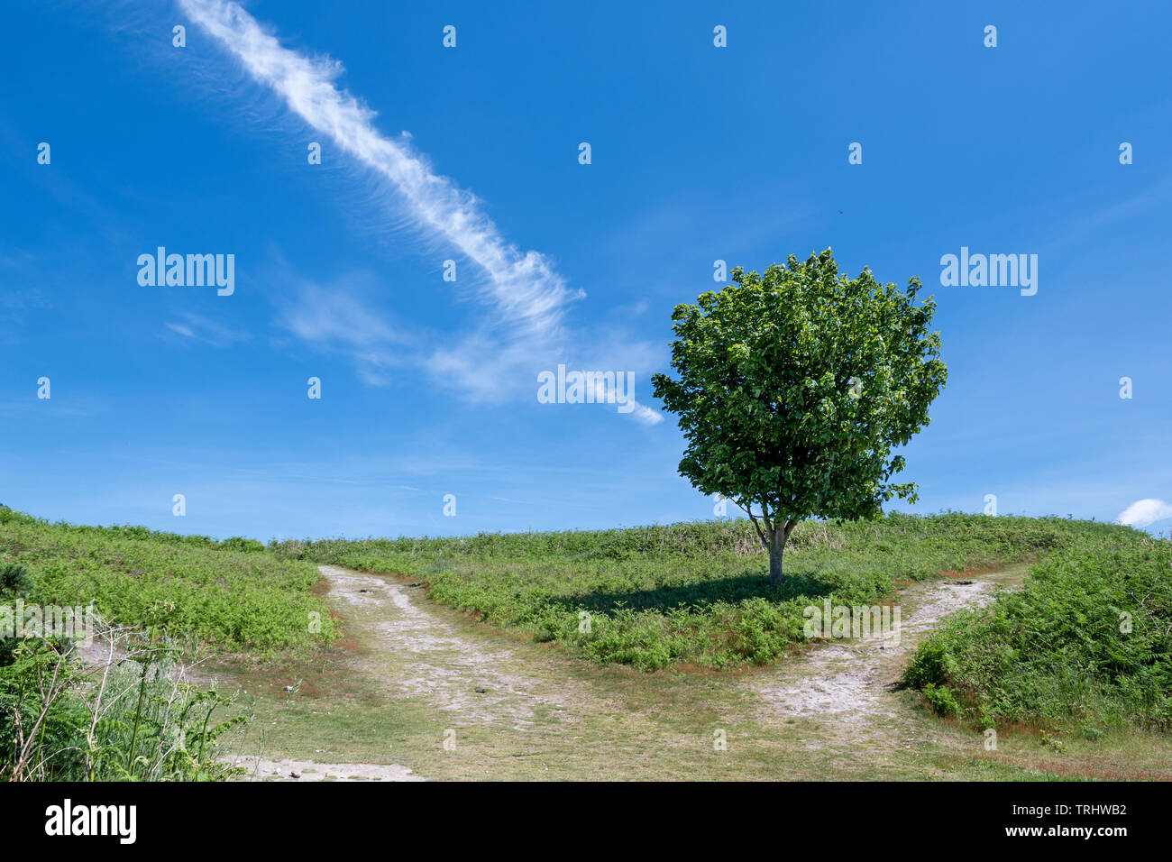 Lone tree with summer blue sky Stock Photo - Alamy