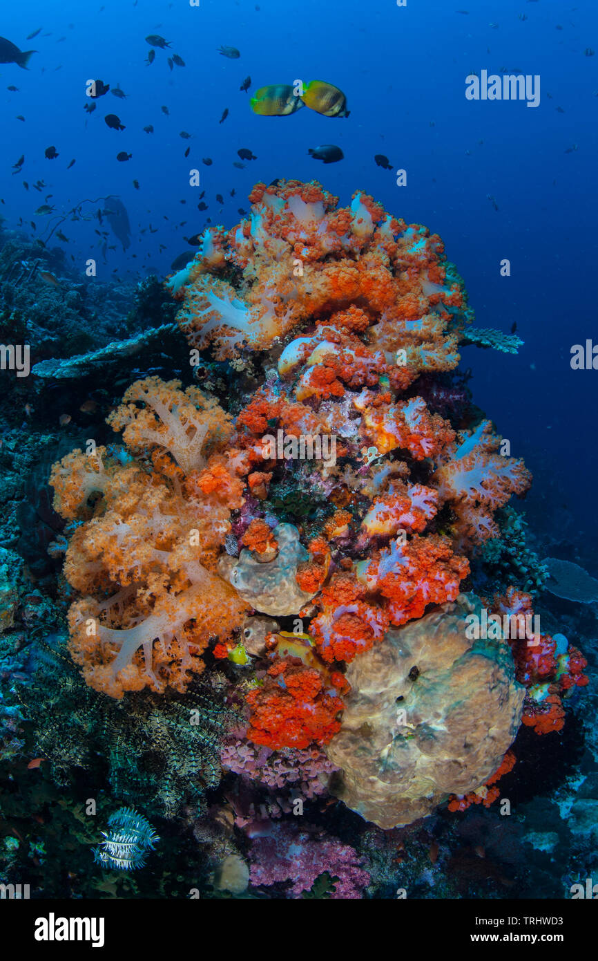 Coral reef covered with soft coral hi-res stock photography and images ...