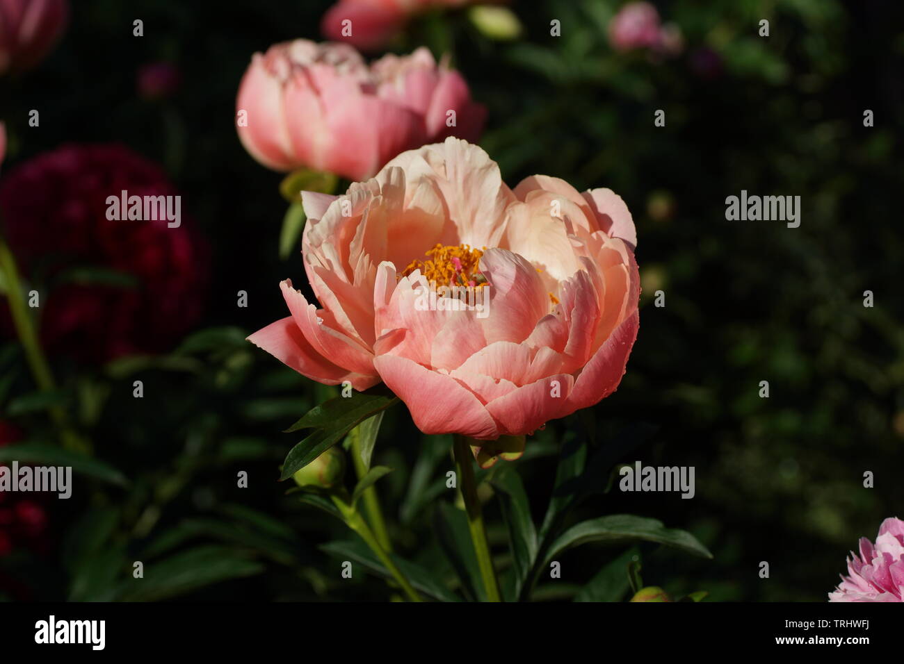 Peony Coral Charm. Semi-double pink peony flower. Paeonia lactiflora ...