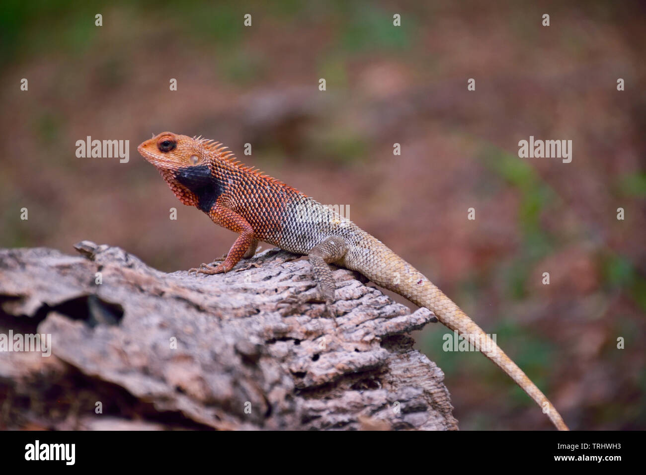 red brown Indian lizard stand on cut out wood landscape Stock Photo - Alamy