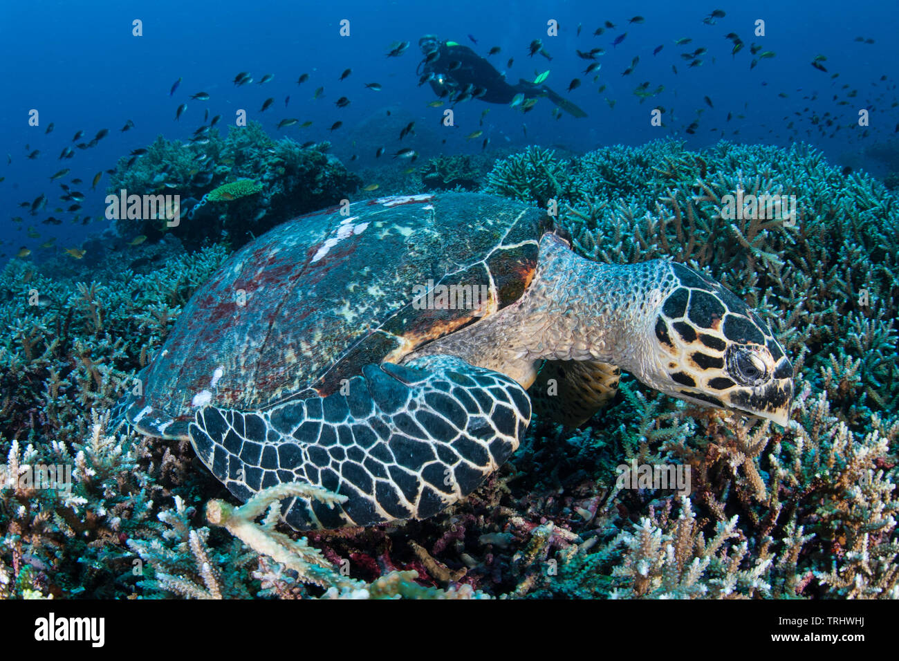 Critically endangered hawksbill sea hi-res stock photography and images ...