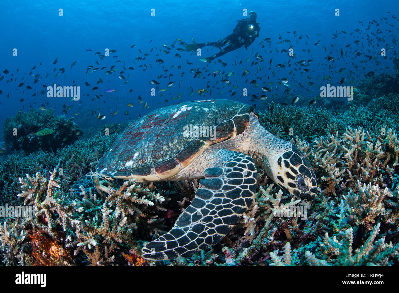 A critically endangered hawksbill sea turtle hi-res stock photography ...