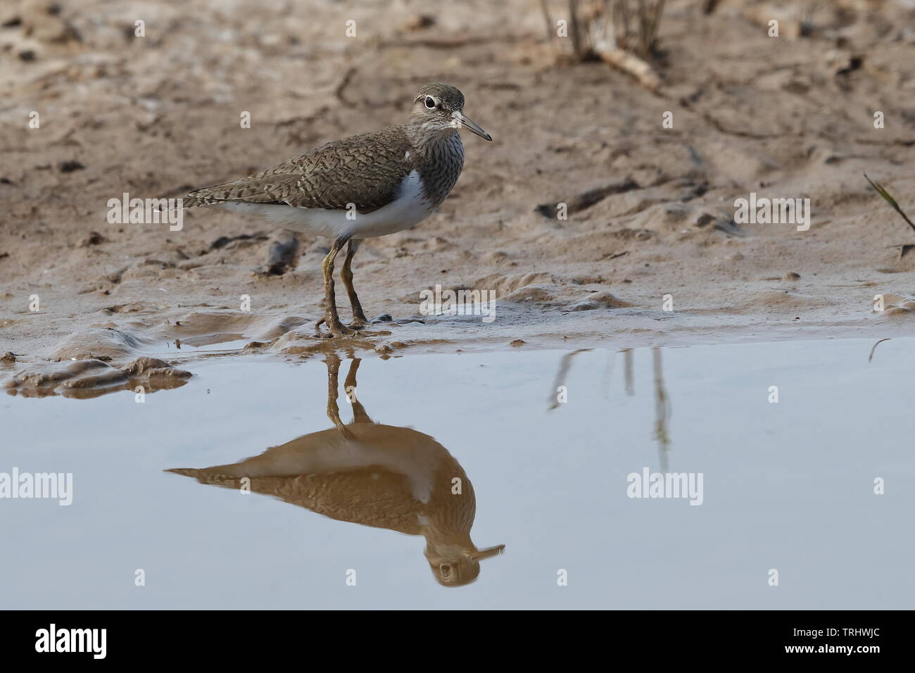 Common sandpiper england hi-res stock photography and images - Alamy