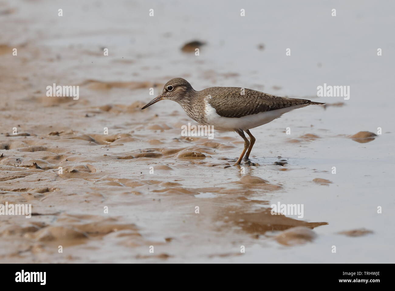 Common sandpiper england hi-res stock photography and images - Alamy