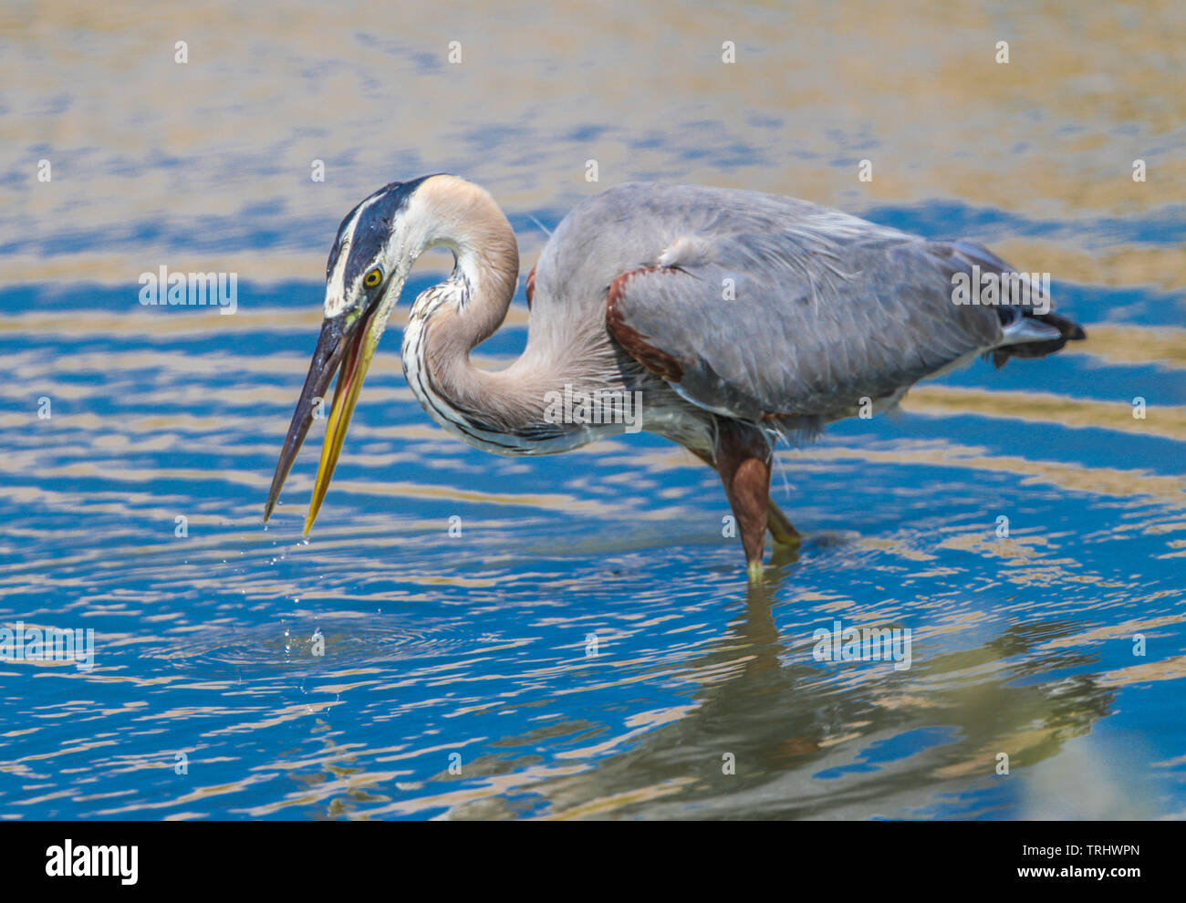 Grasa gris hi-res stock photography and images - Alamy