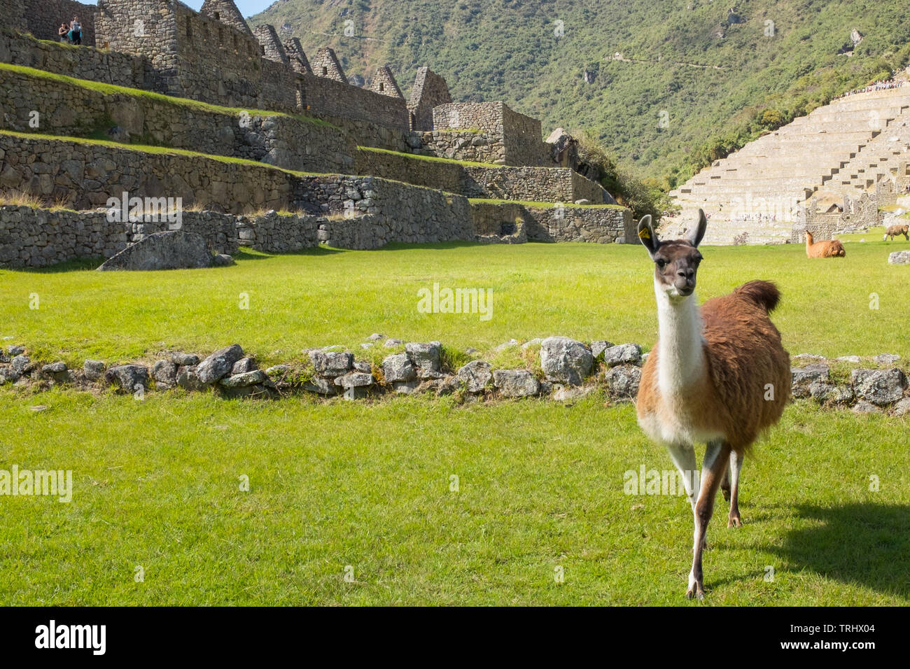 A llama walks in front of the main complex of the UNESCO World Heritage ...